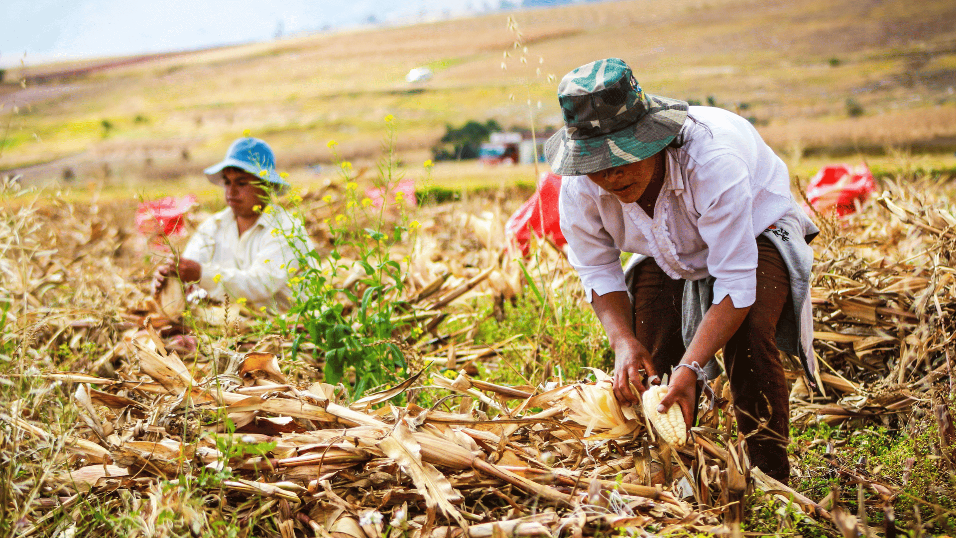 GAFSP Call for Proposals Now Open to Producer Organisations - Farming First